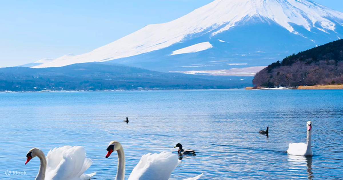 [Mt. Fuji Swan Boat or Hot Spring Tour] Mt. Fuji 5th Station & Oshino ...